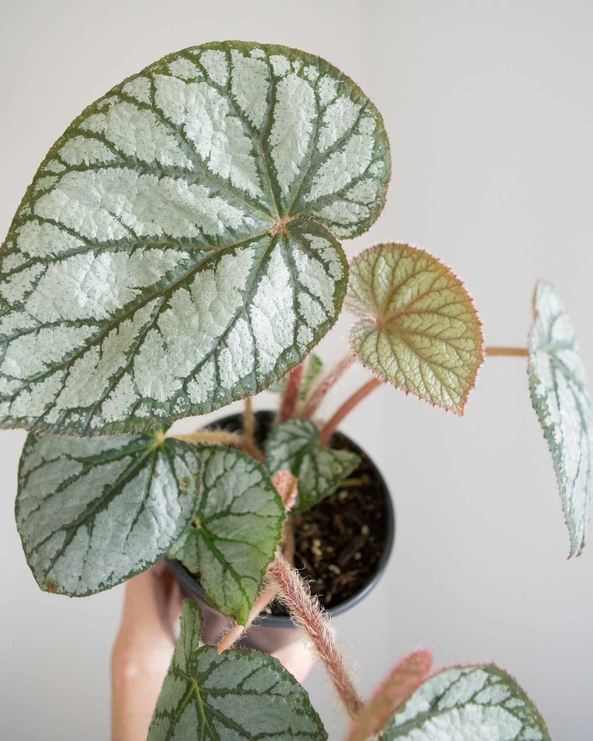 Begonia– Jungle Cat Greenhouse