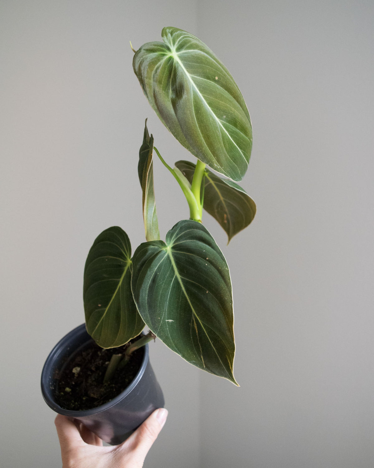 Philodendron– Jungle Cat Greenhouse