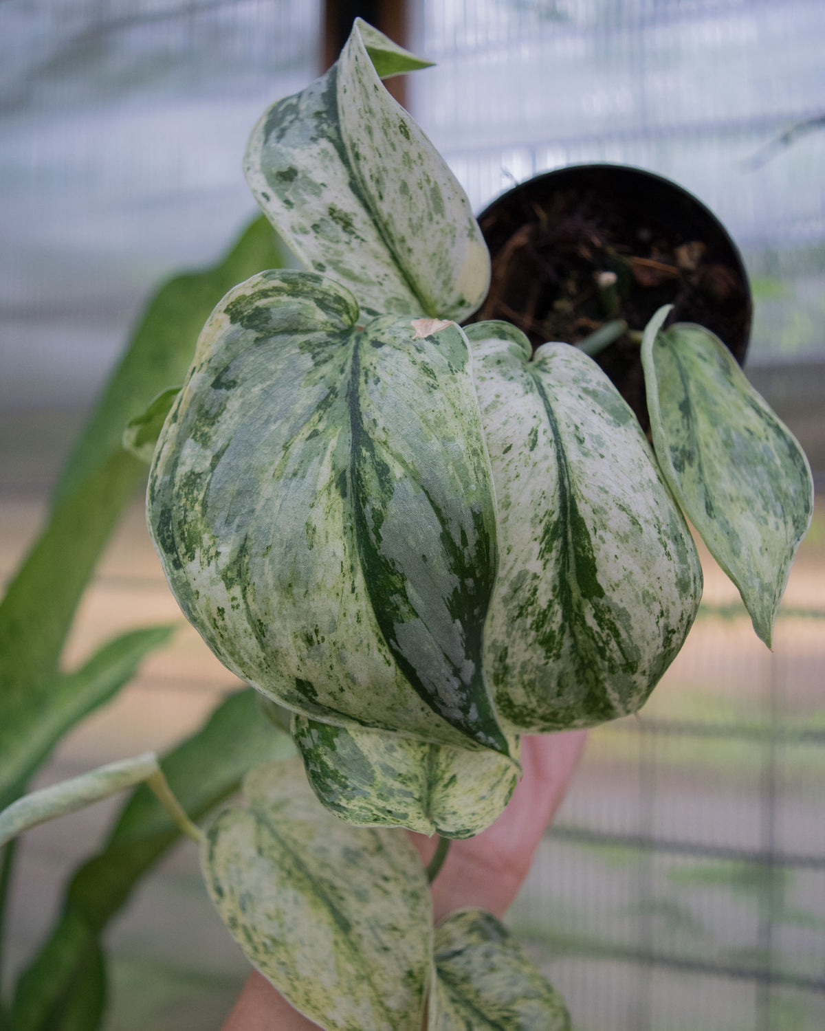 Scindapsus Pict. 'Peasun' Variegated - 2"– Jungle Cat Greenhouse