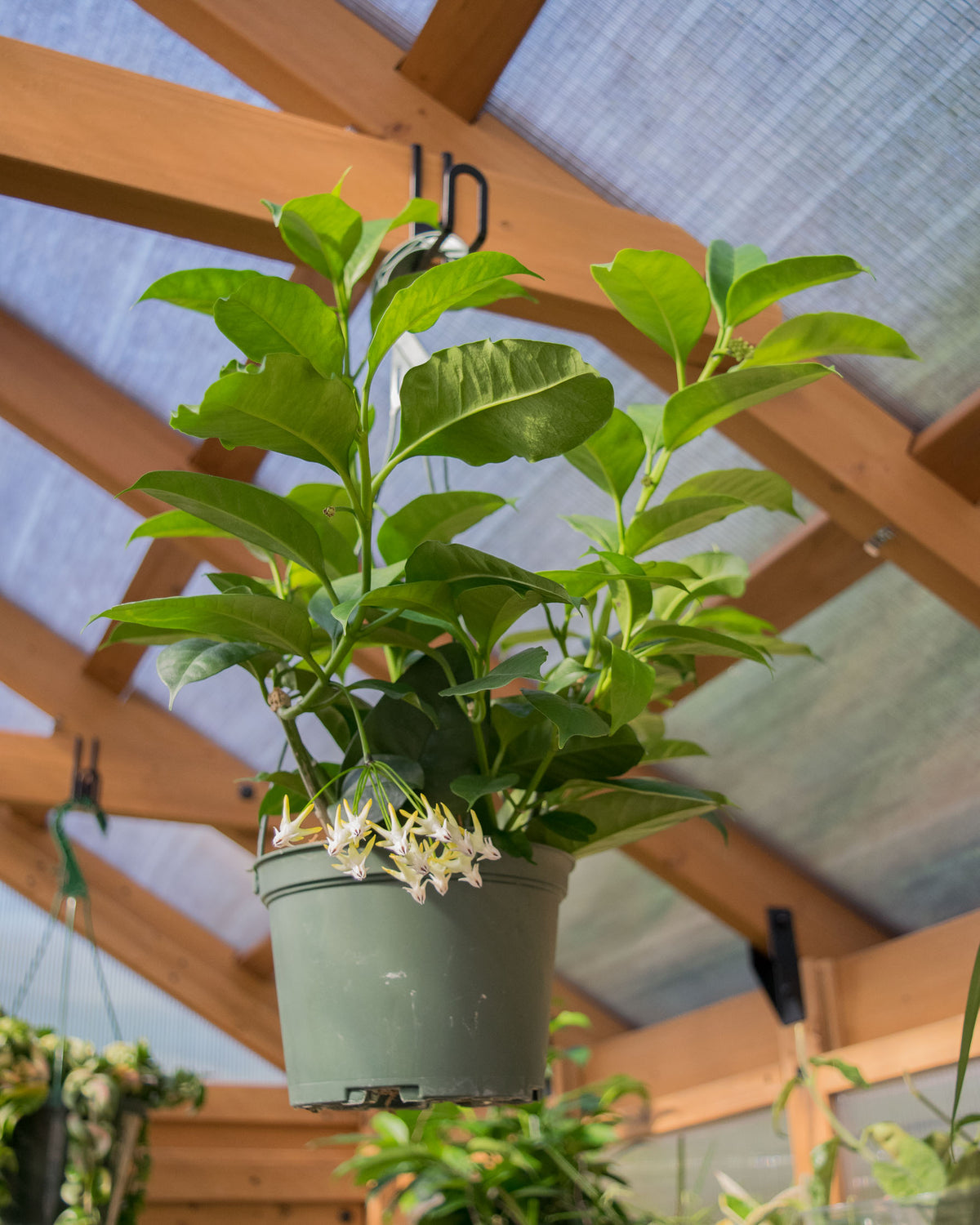 Hoya Multiflora - 6" (Pick Up Only)– Jungle Cat Greenhouse