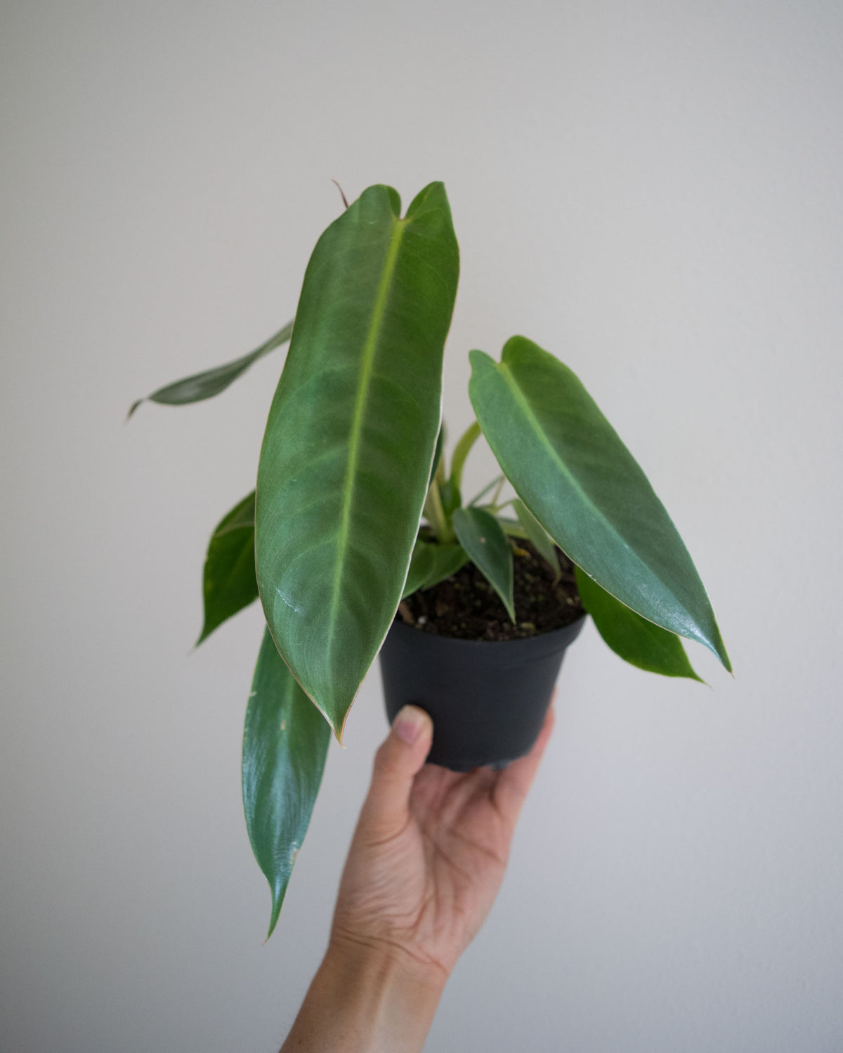 Philodendron Spiritus Sancti - 4"– Jungle Cat Greenhouse