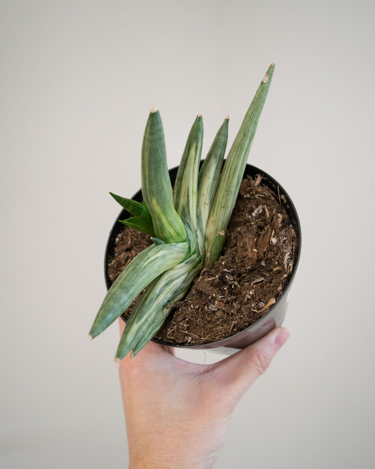 Sansevieria Clyindrical 'Boncel' Variegated - 4"– Jungle Cat Greenhouse